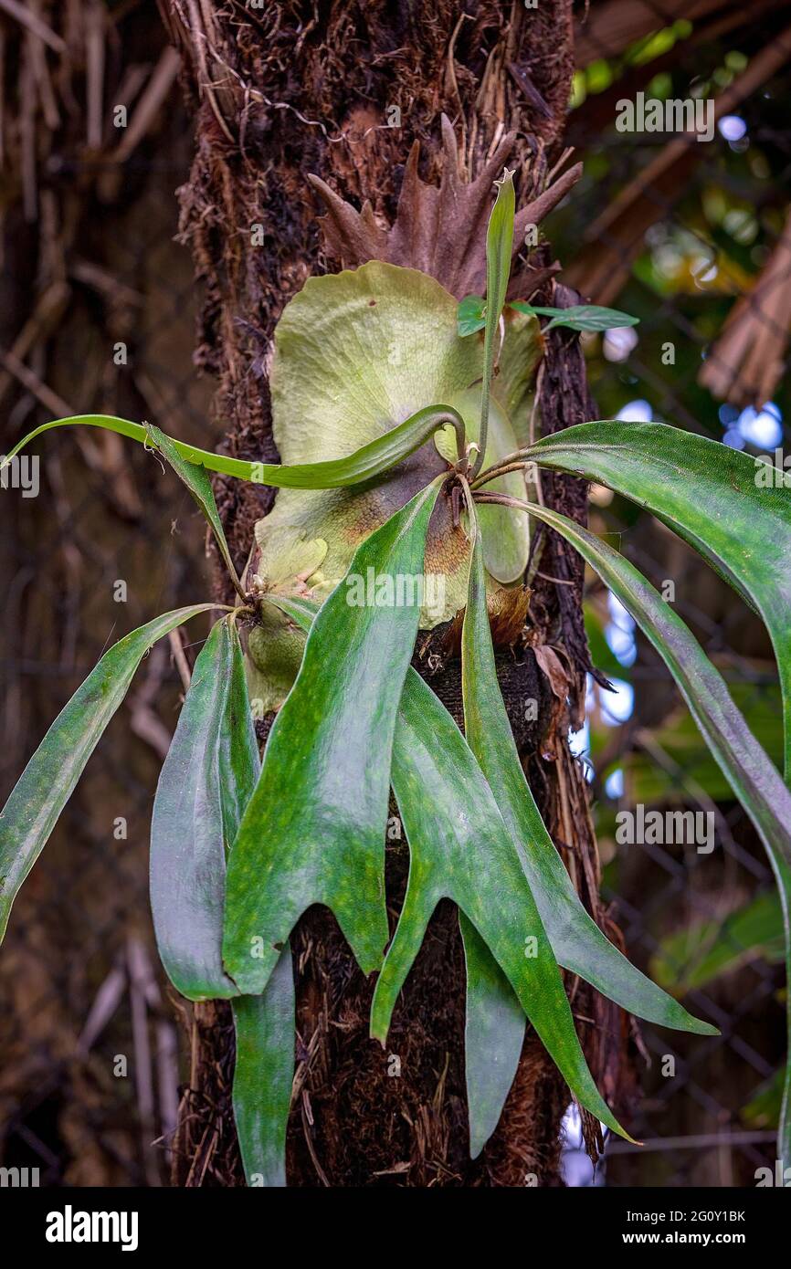 Elk horn fern hi-res stock photography and images - Alamy
