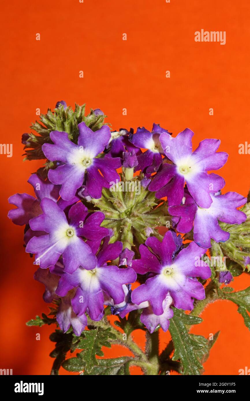 Colorful flower blossom close up verbena hybrid family verbenaceae ...