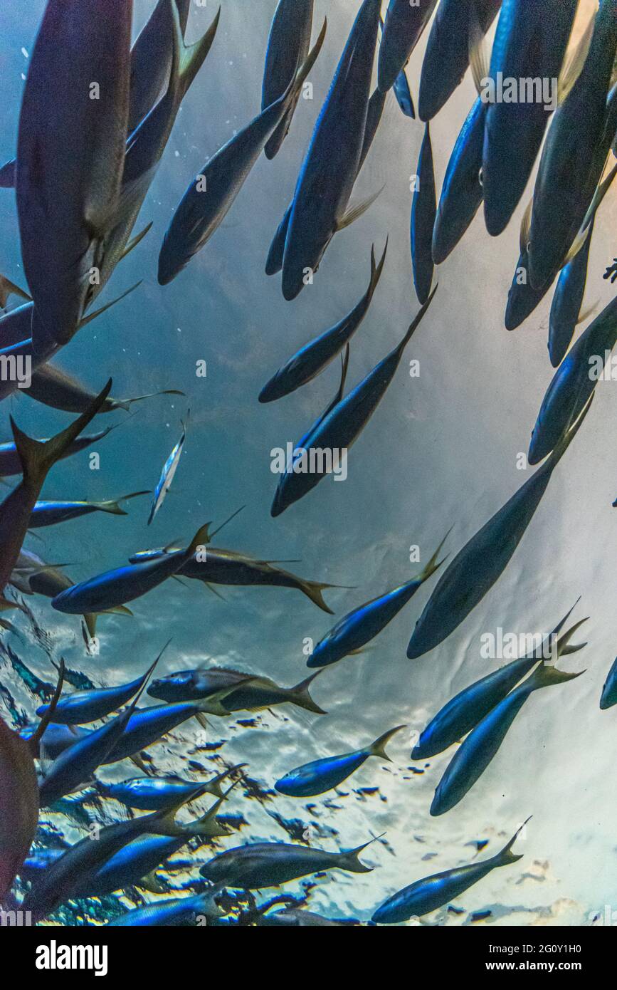 Small fish, bottom view on a light background Stock Photo - Alamy