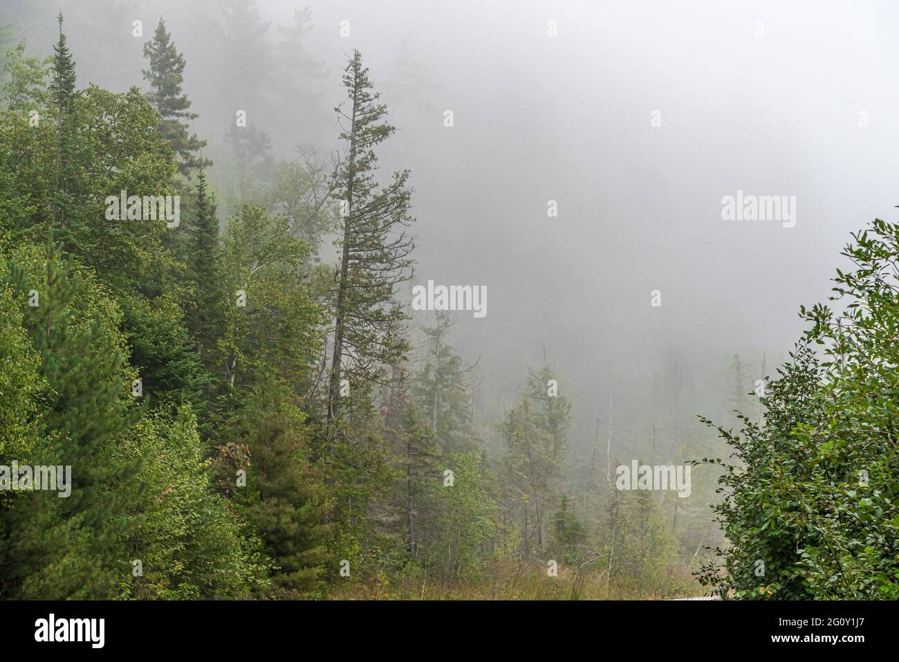 Strong fog on forest hills near Superior Lake, canada Stock Photo - Alamy