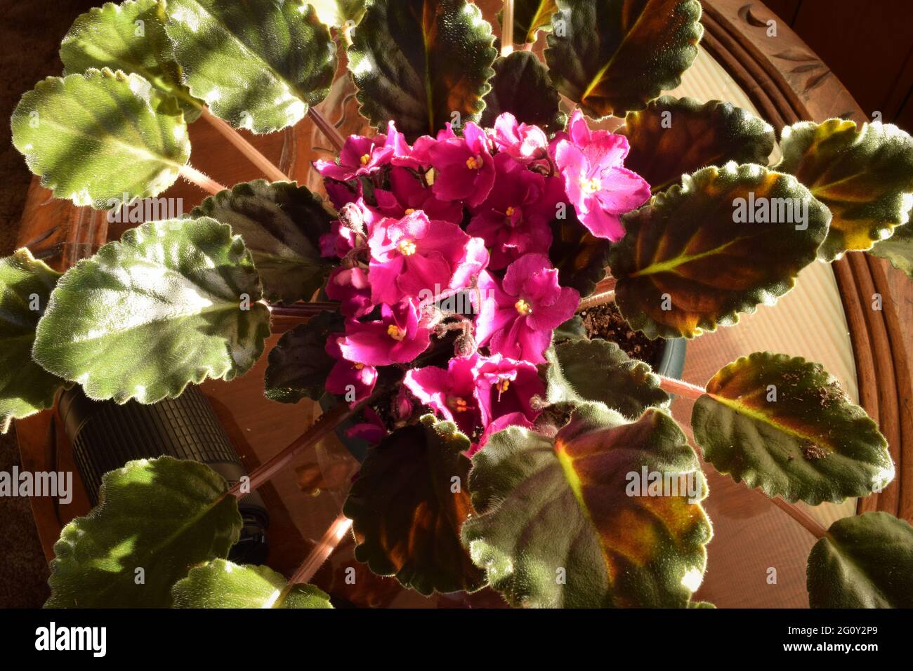 Overhead view of a blooming African violet plant Stock Photo - Alamy