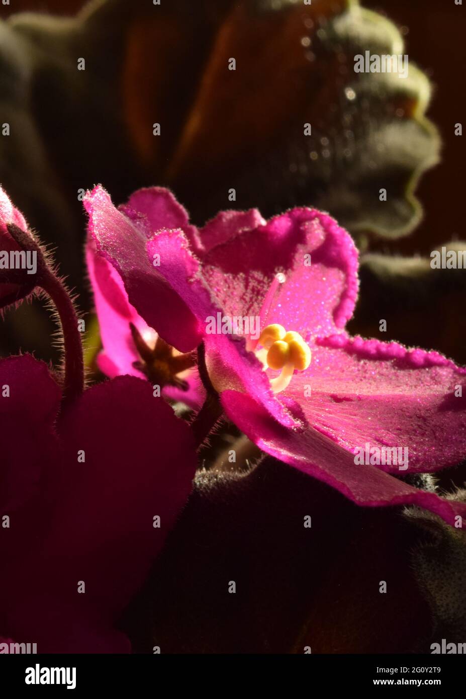 African violet flower hi-res stock photography and images - Alamy