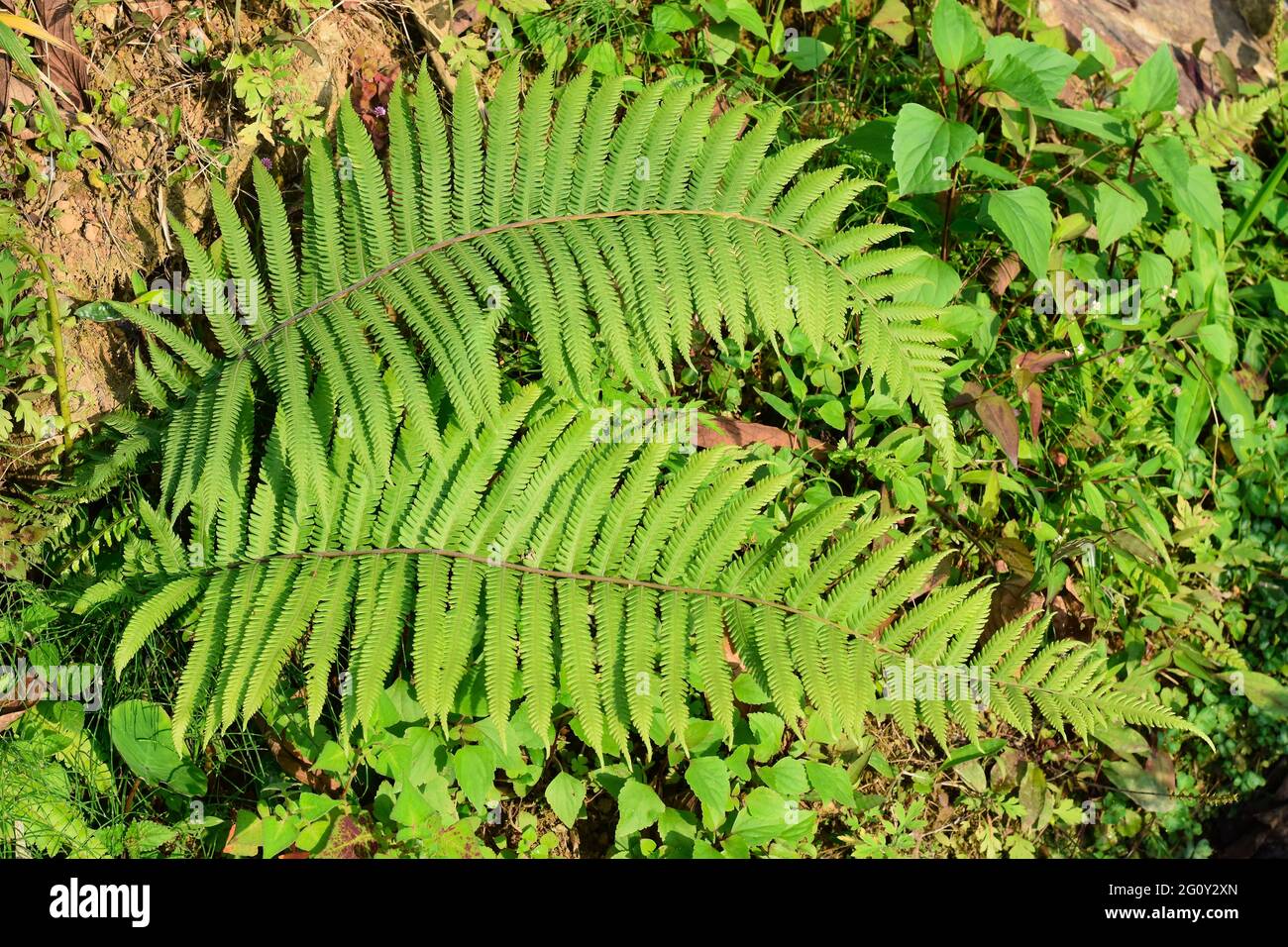 Himalayan green ferns, are often called fronds. Fronds are usually ...
