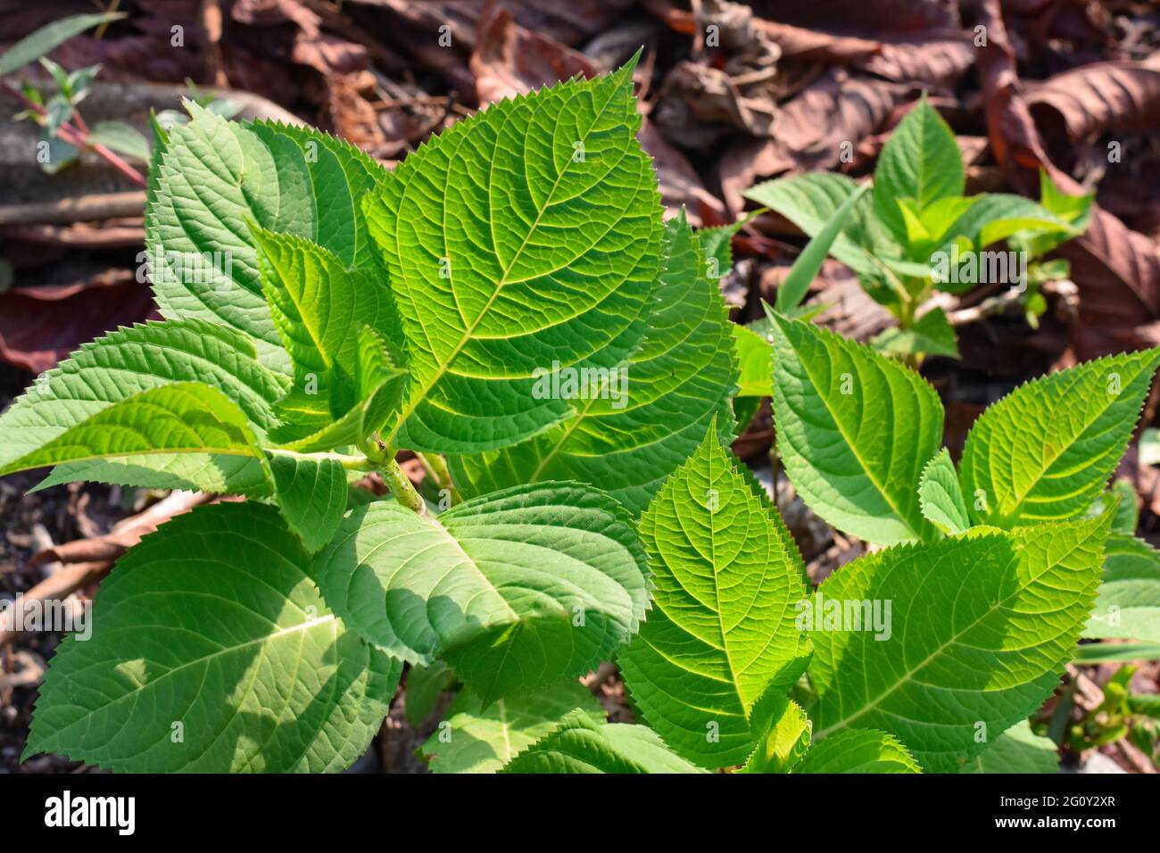 Hydrangeas leaves are shiny and heart-shaped with short stems and ...