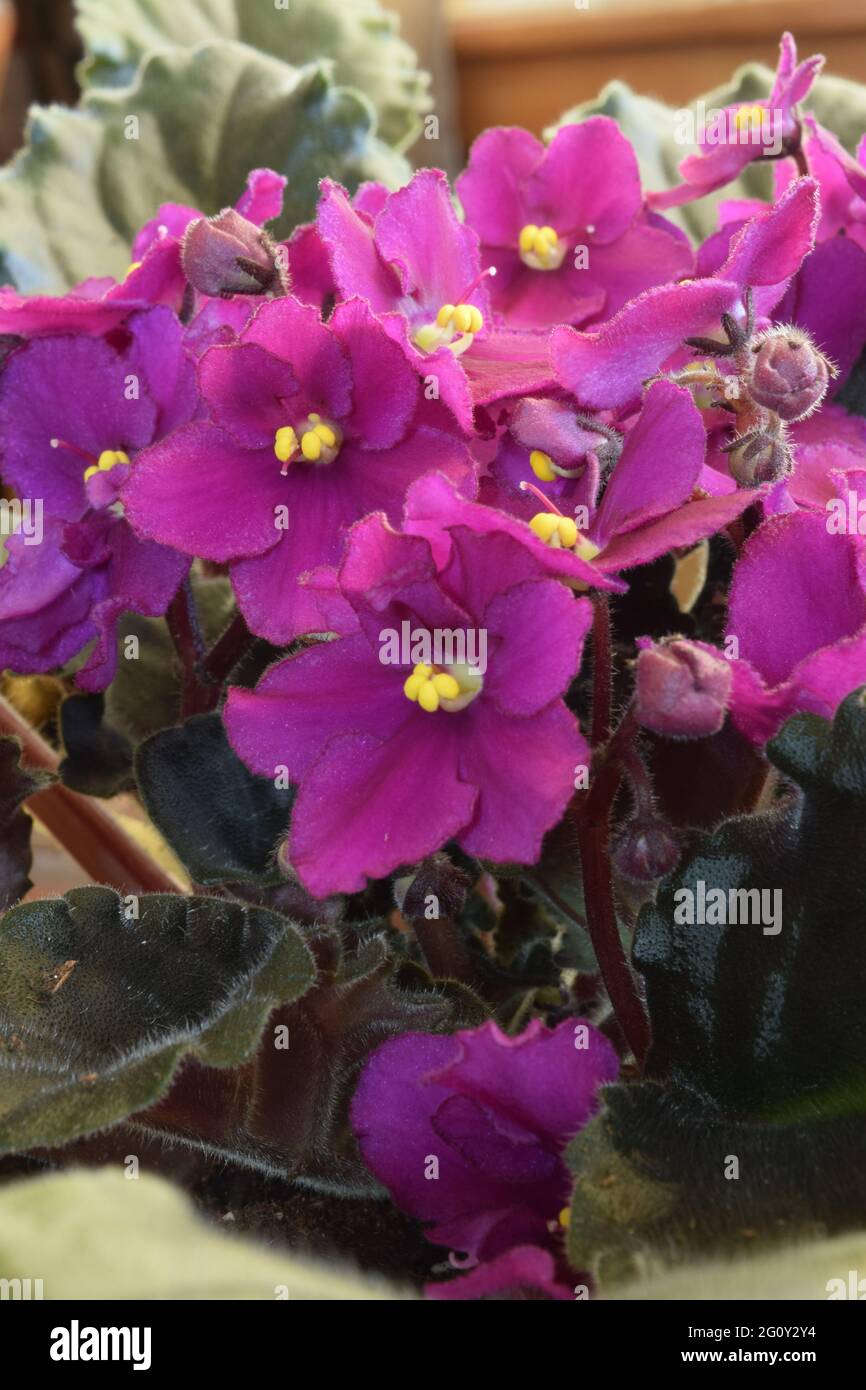 Purple African violet blooms on the plant Stock Photo - Alamy