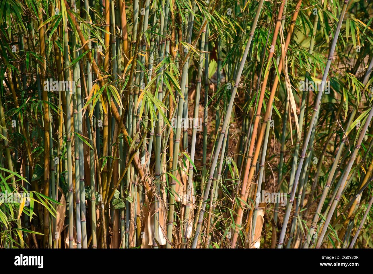 Himalayacalamus hookerianus a Thin variety of bamboo in himalaya ...