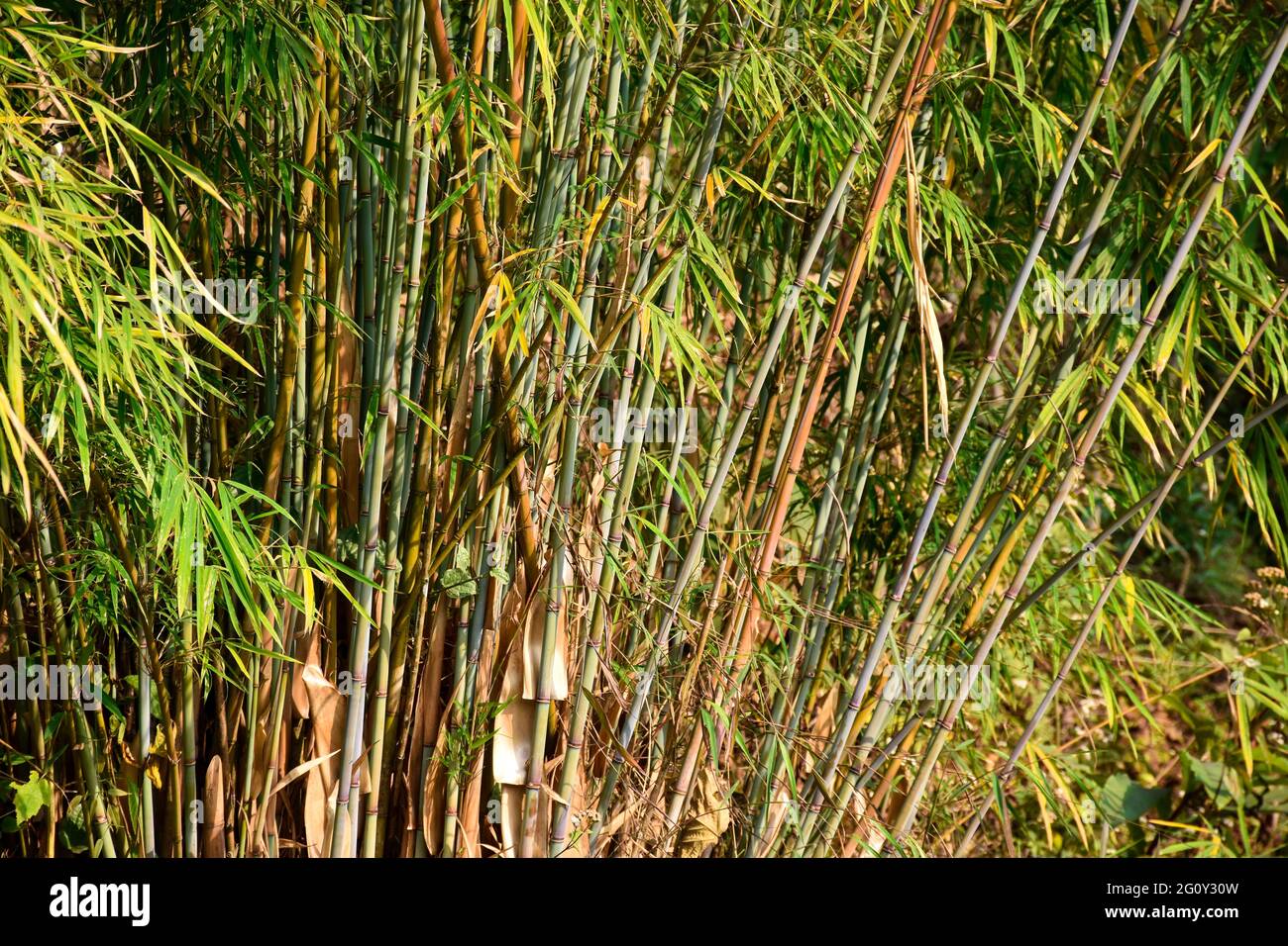 Himalayacalamus hookerianus a Thin variety of bamboo in himalaya ...