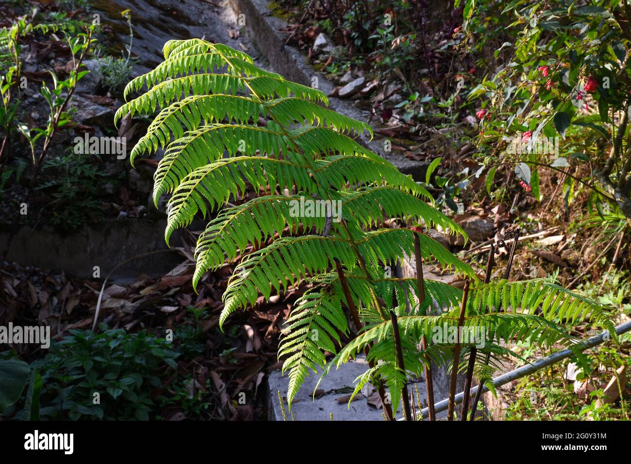 Himalayan green ferns, are often called fronds. Fronds are usually ...