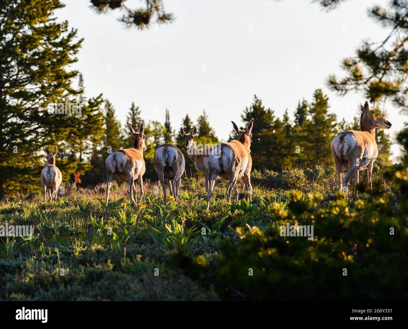 Wildlife animals in Teton National Park Wyoming Stock Photo - Alamy