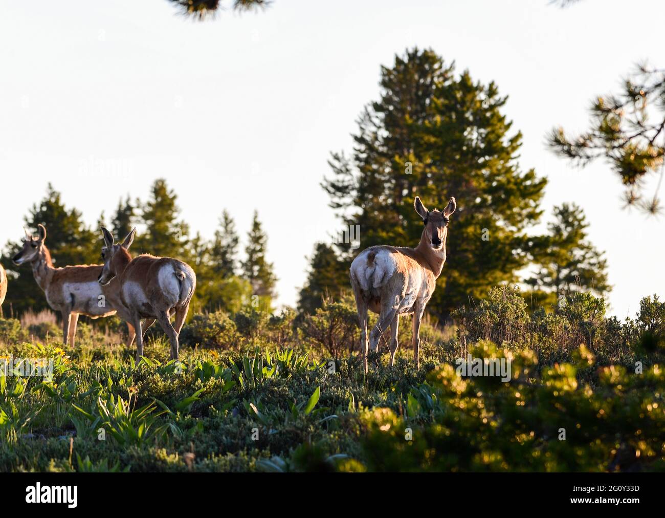 Wildlife animals in Teton National Park Wyoming Stock Photo - Alamy