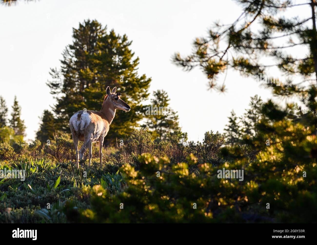 Wildlife animals in Teton National Park Wyoming Stock Photo - Alamy