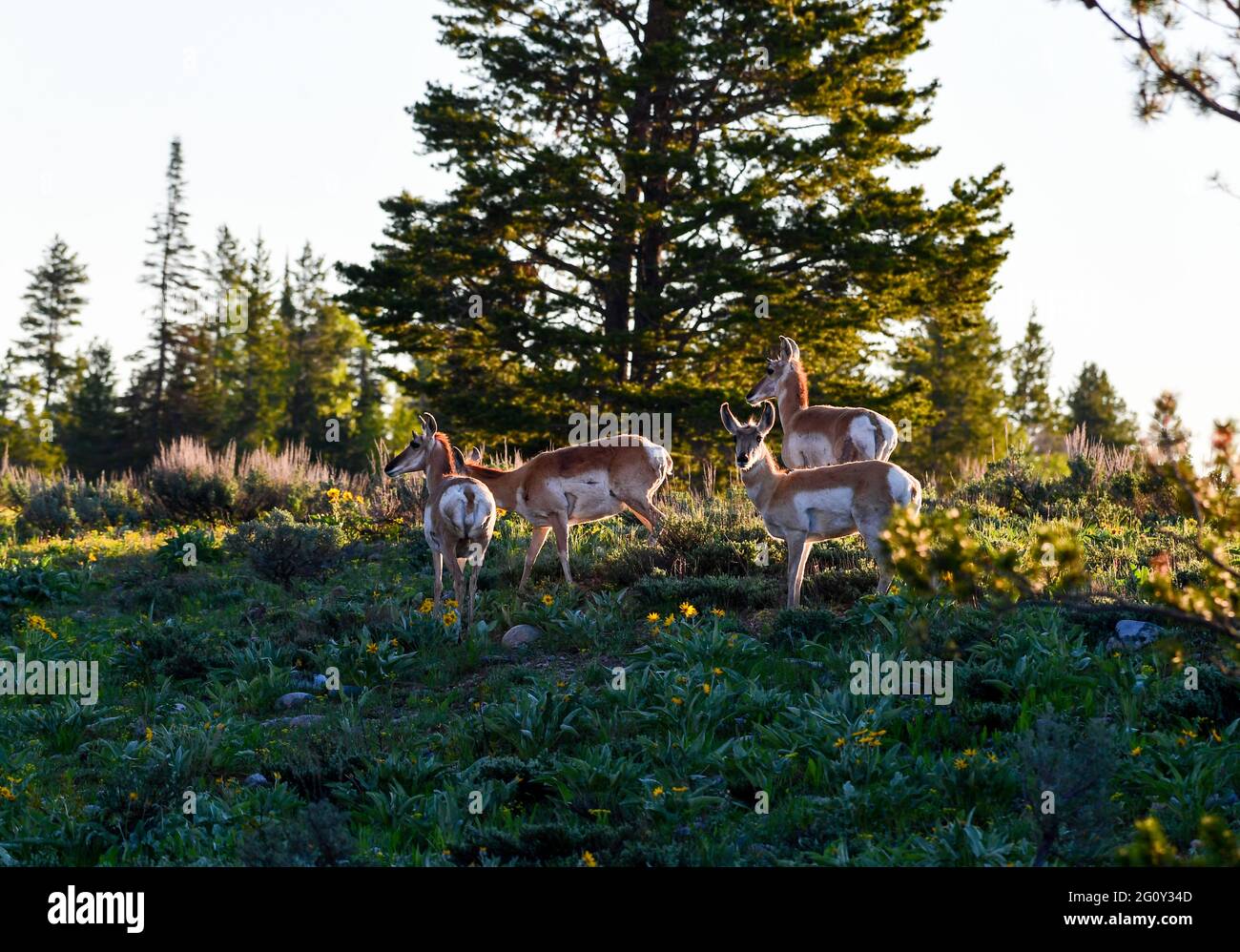 Wildlife animals in Teton National Park Wyoming Stock Photo - Alamy