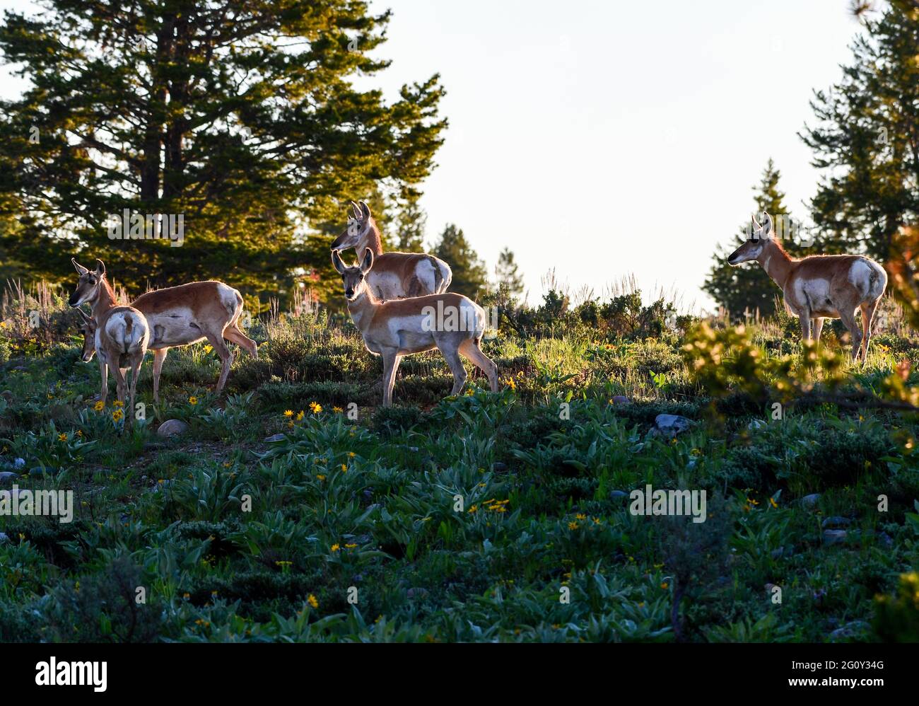 Wildlife animals in Teton National Park Wyoming Stock Photo - Alamy