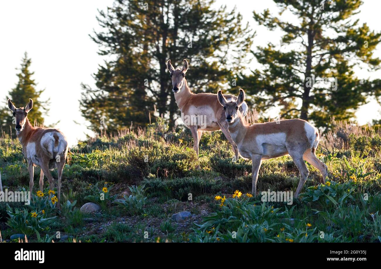 Wildlife animals in Teton National Park Wyoming Stock Photo - Alamy