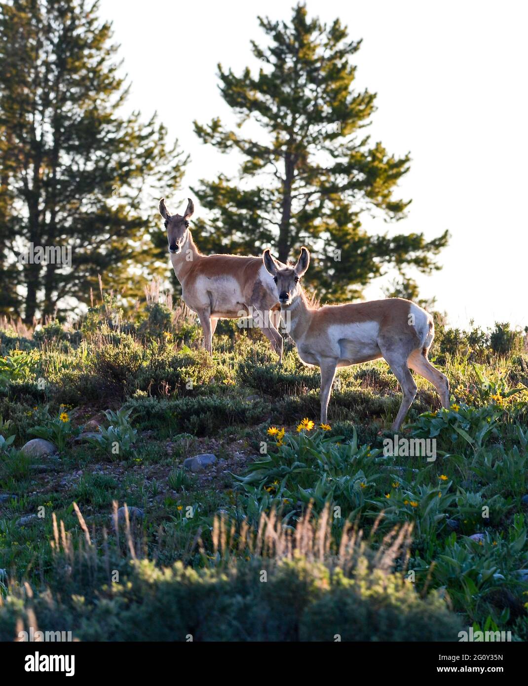 Wildlife animals in Teton National Park Wyoming Stock Photo - Alamy