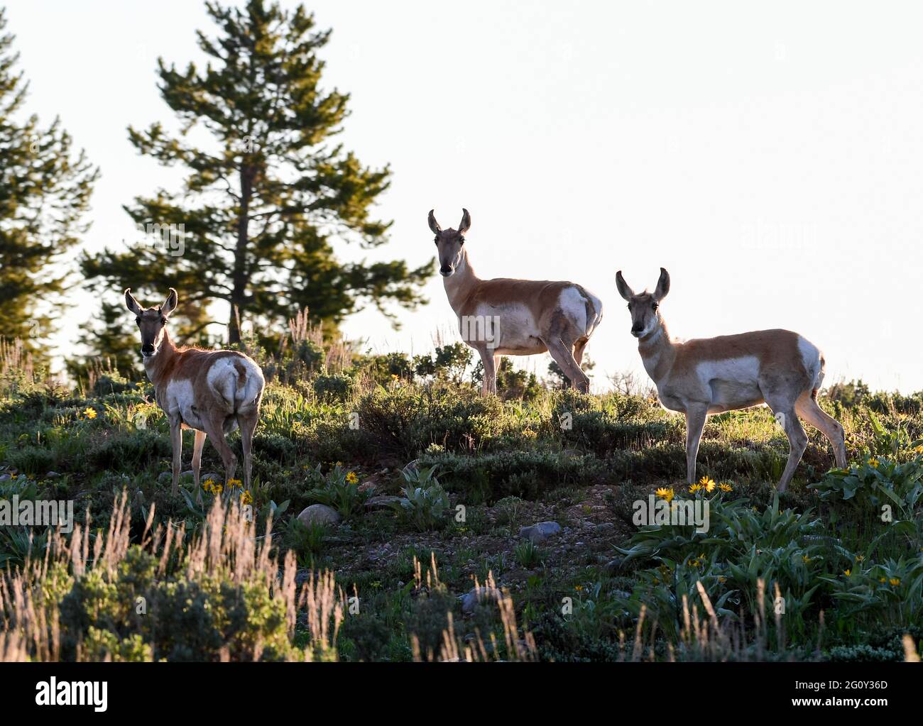 Wildlife animals in Teton National Park Wyoming Stock Photo - Alamy