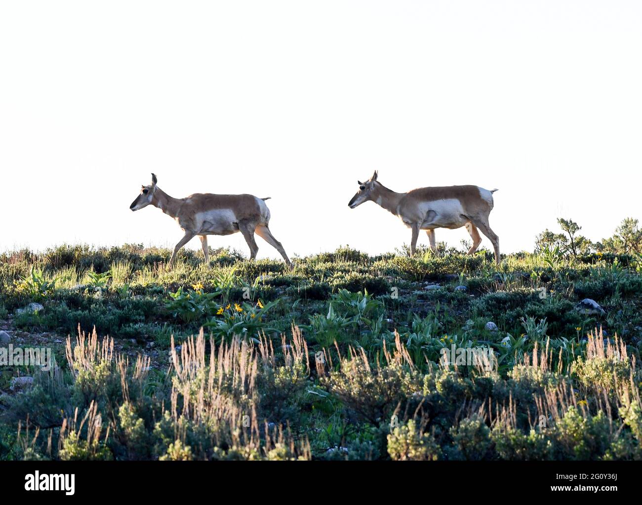Wildlife animals in Teton National Park Wyoming Stock Photo - Alamy