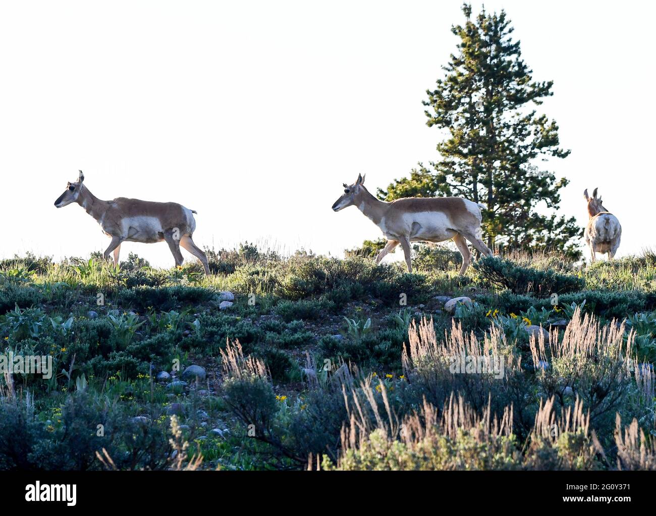Wildlife animals in Teton National Park Wyoming Stock Photo - Alamy
