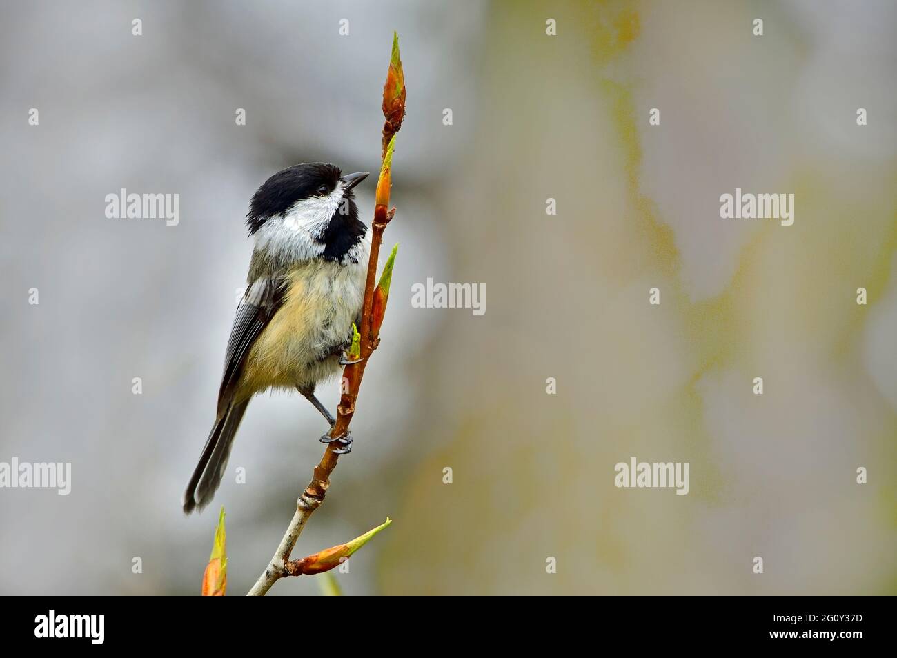 Black capped chickadee canada hi-res stock photography and images - Alamy