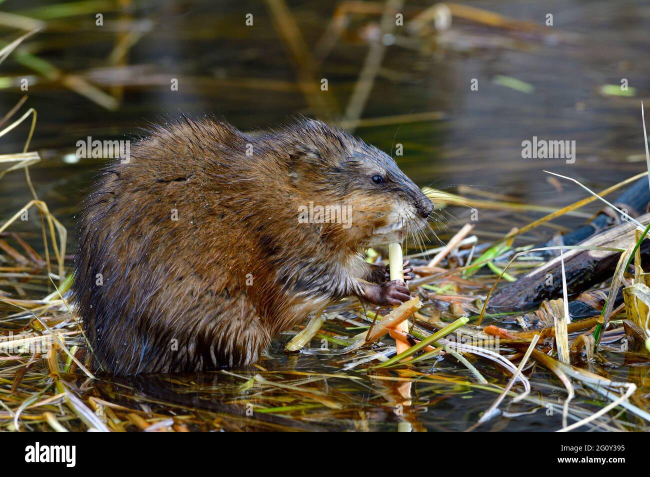 Marsh plants hi-res stock photography and images - Alamy
