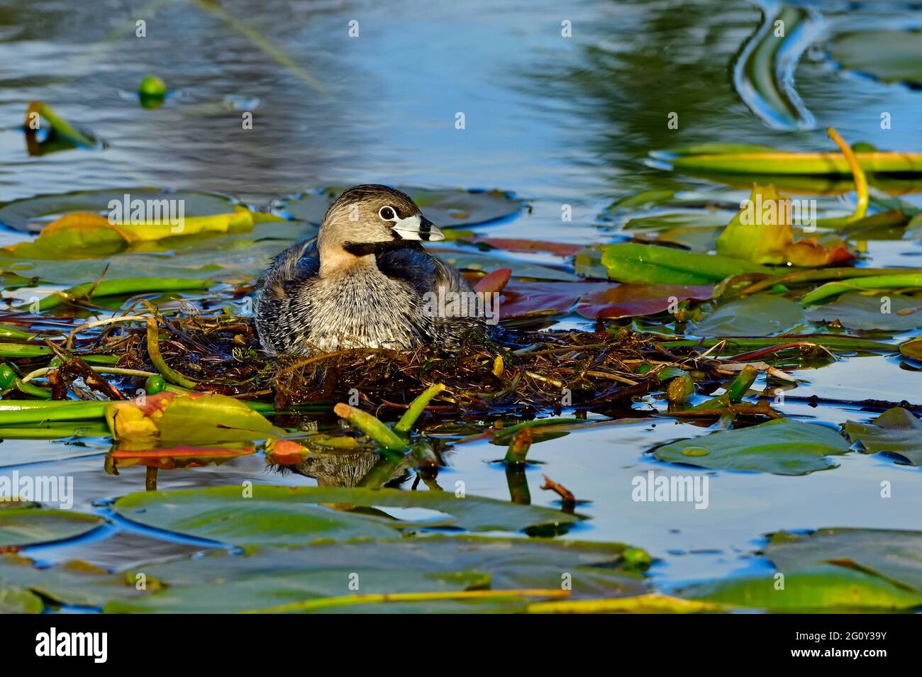 Waterfowl nesting area hi-res stock photography and images - Alamy