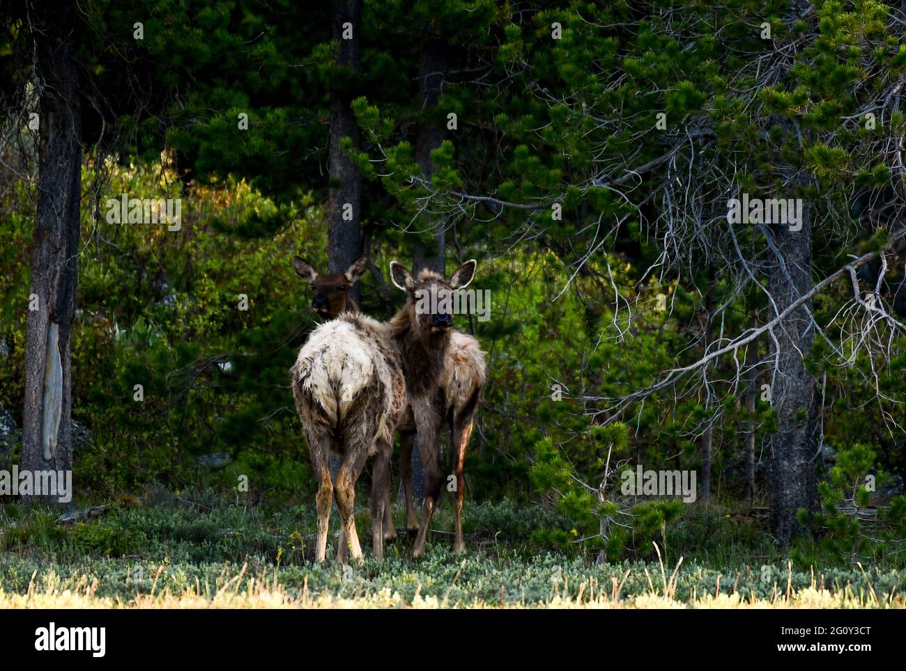 Wildlife animals in Teton National Park Wyoming Stock Photo - Alamy