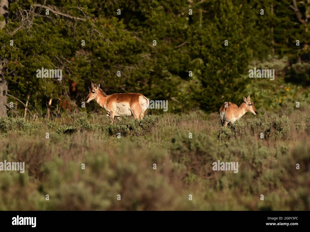 Wildlife animals in Teton National Park Wyoming Stock Photo - Alamy