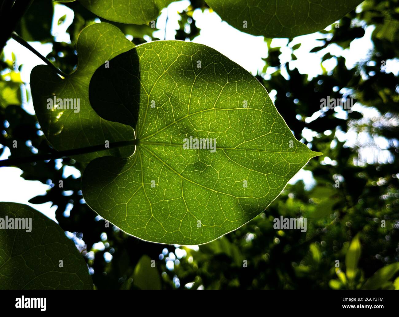 Medicinal plants india hi-res stock photography and images - Alamy