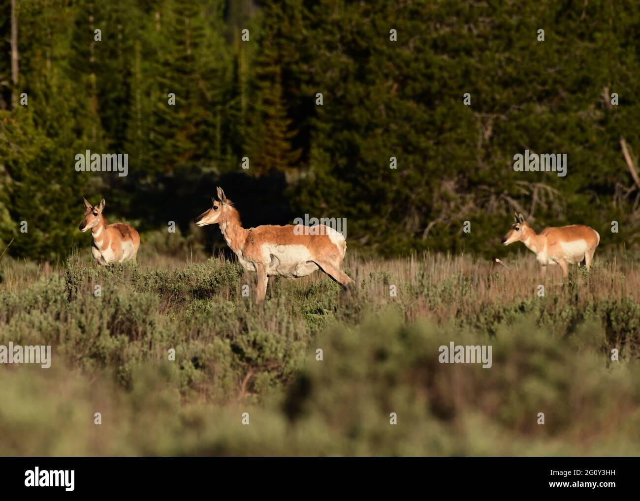 Wildlife animals in Teton National Park Wyoming Stock Photo - Alamy