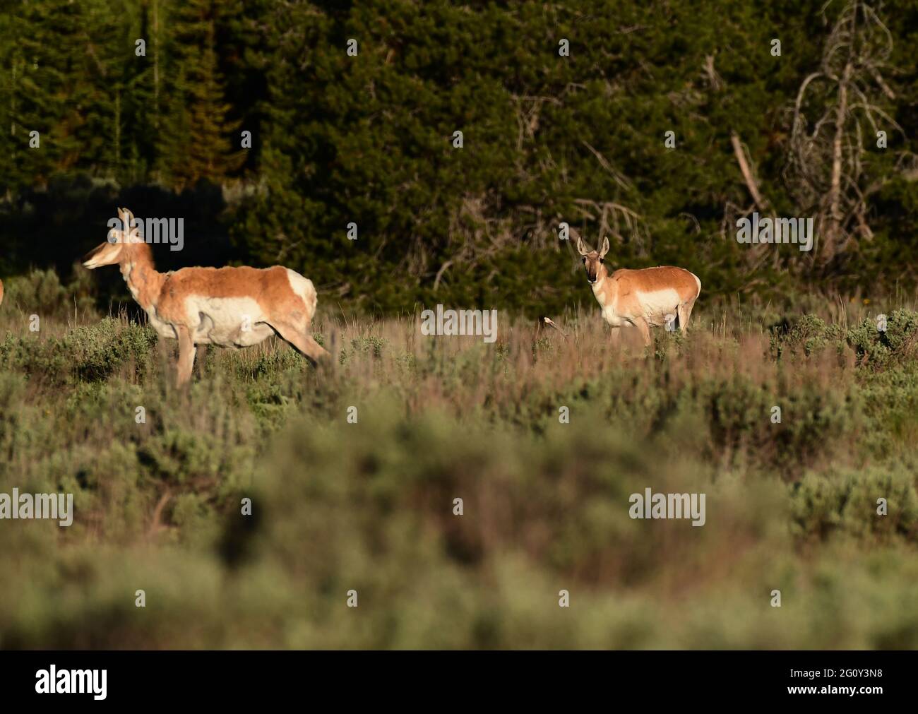 Wildlife animals in Teton National Park Wyoming Stock Photo - Alamy