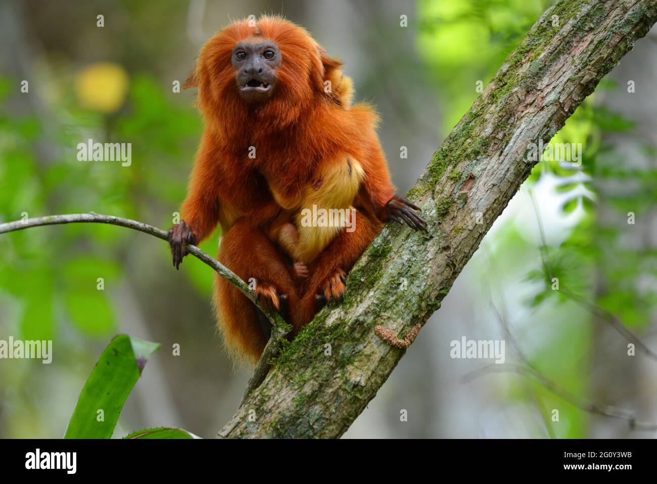 Brazil Animals High Resolution Stock Photography and Images - Alamy