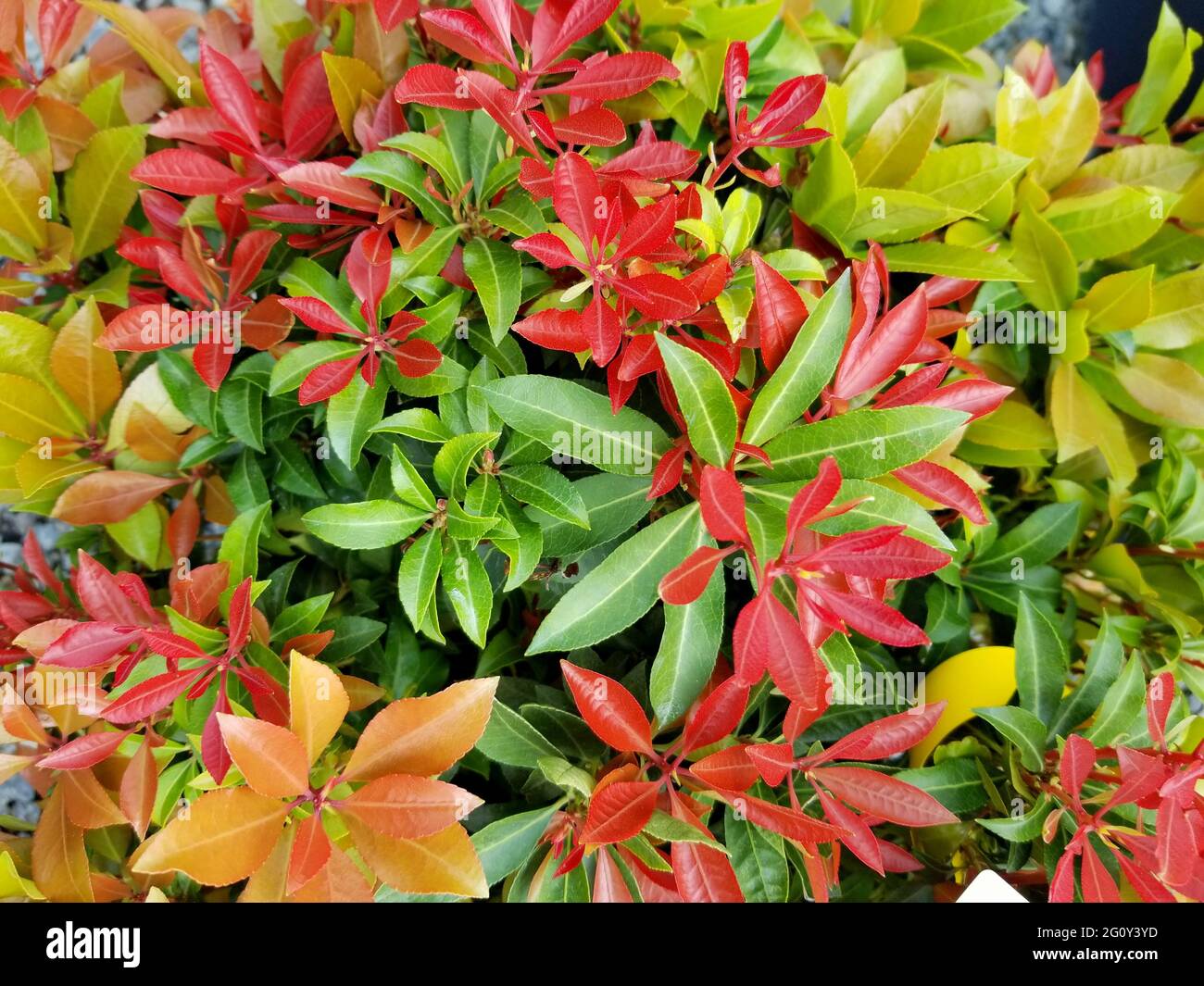 Andromeda Plant Leaf