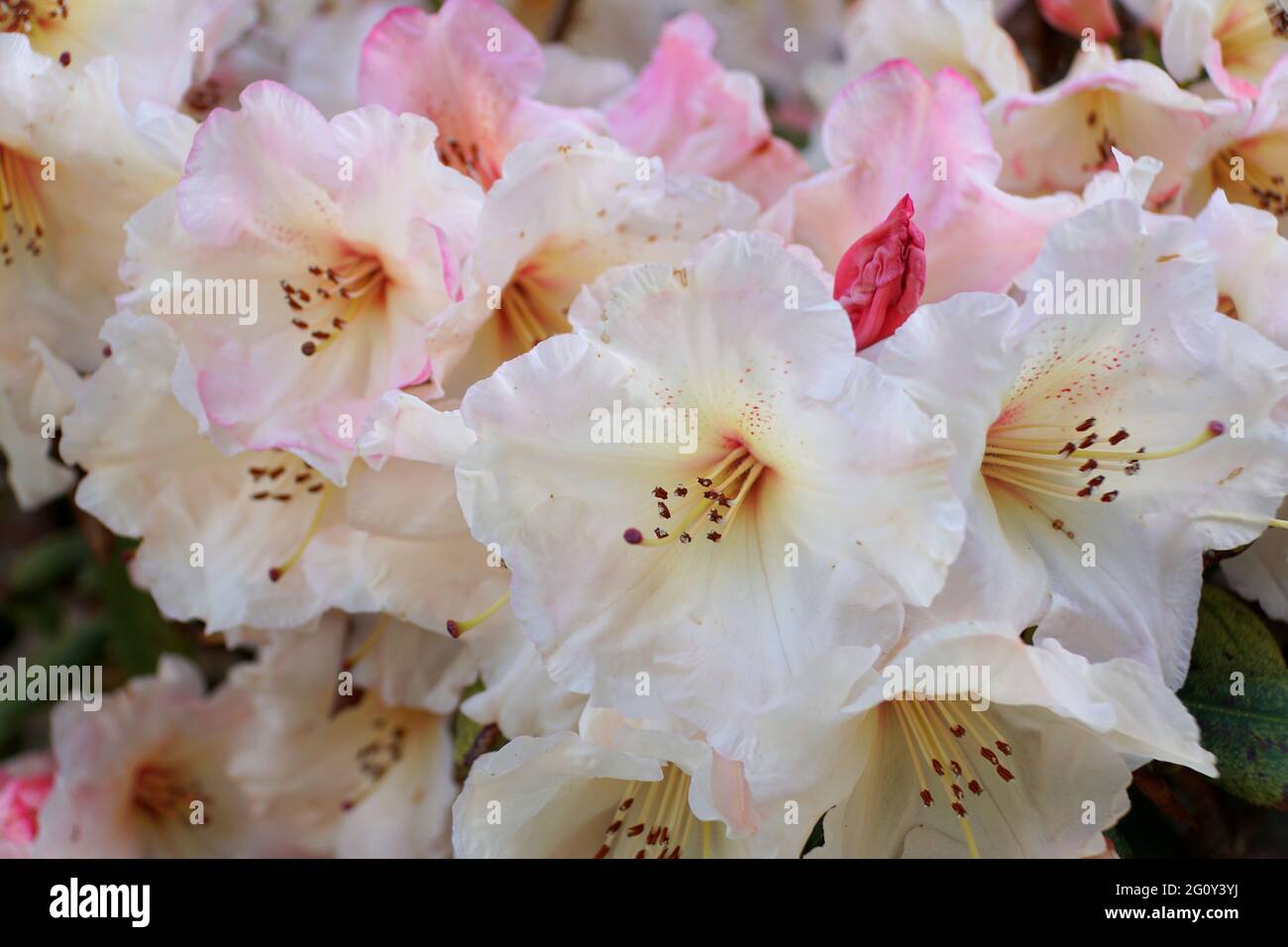 Light pink rhododendron flowers at full bloom Stock Photo - Alamy