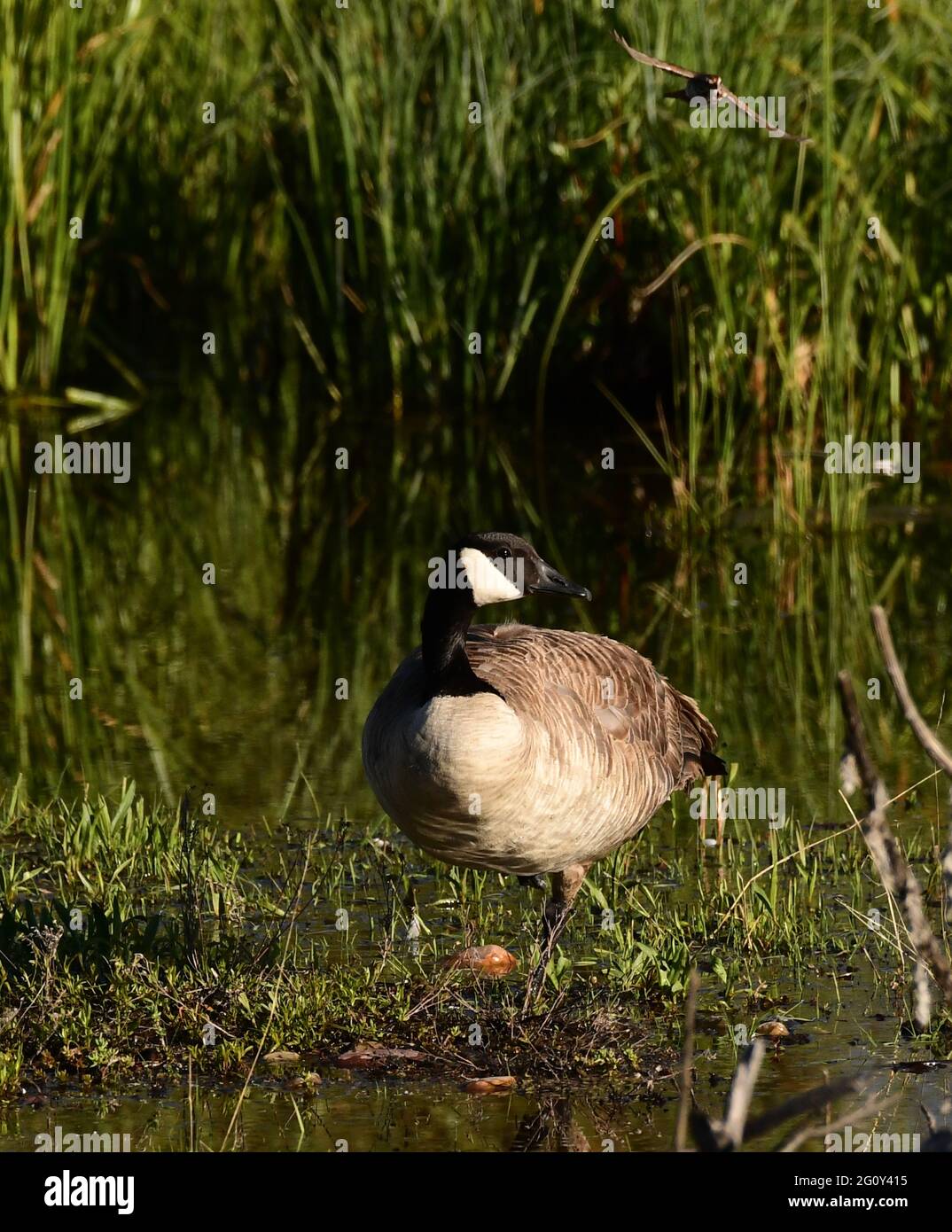 Wildlife animals in Teton National Park Wyoming Stock Photo - Alamy