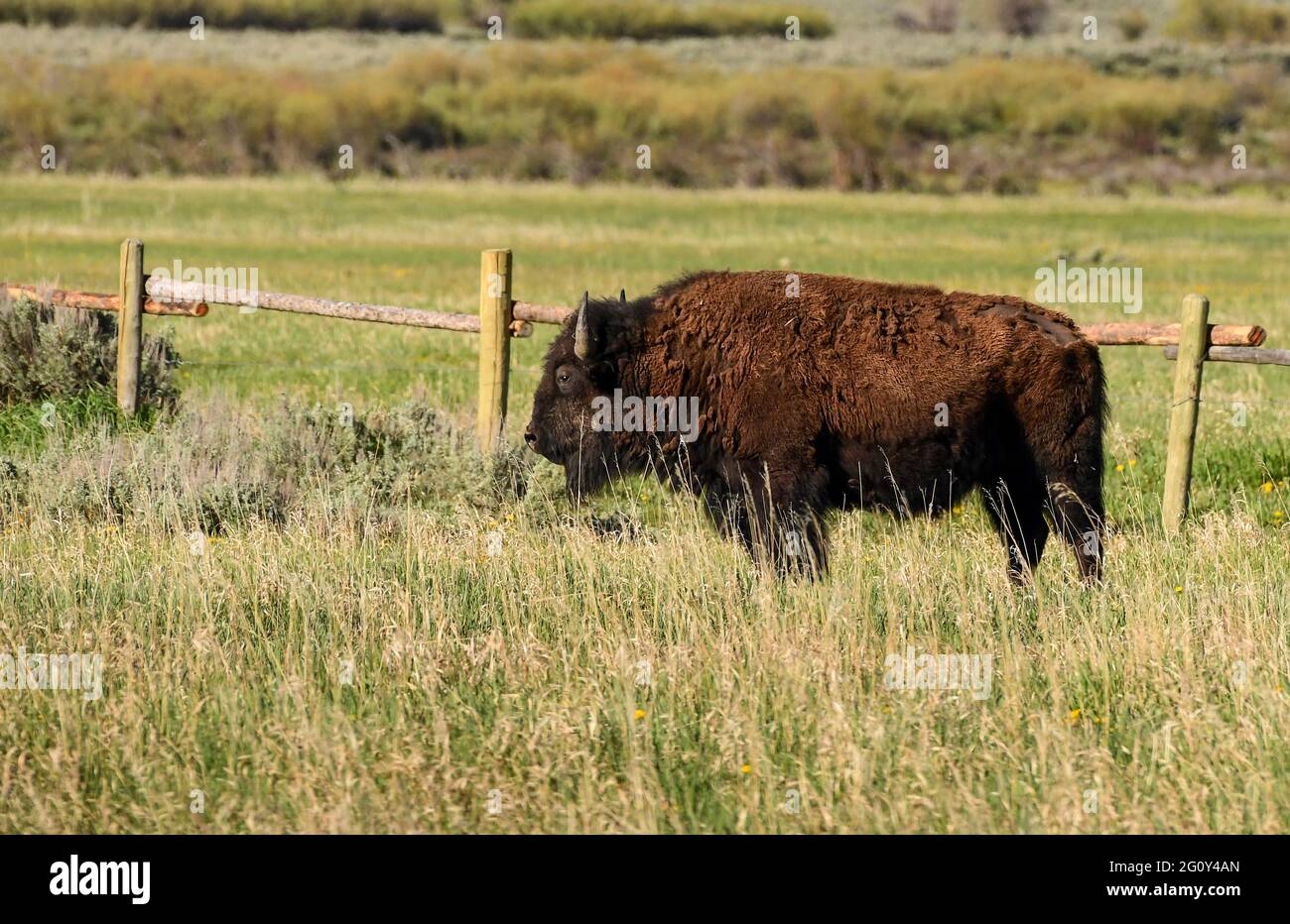 Wildlife animals in Teton National Park Wyoming Stock Photo - Alamy