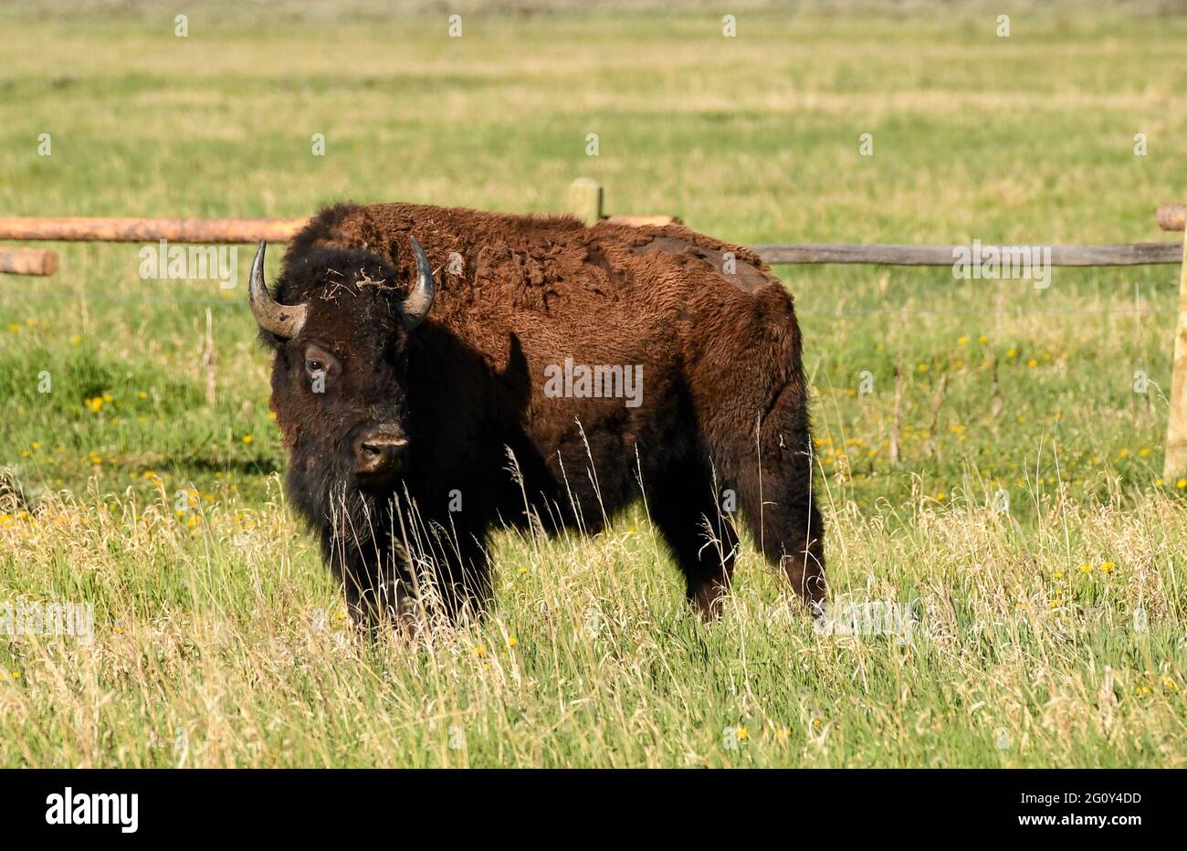 Wildlife animals in Teton National Park Wyoming Stock Photo - Alamy
