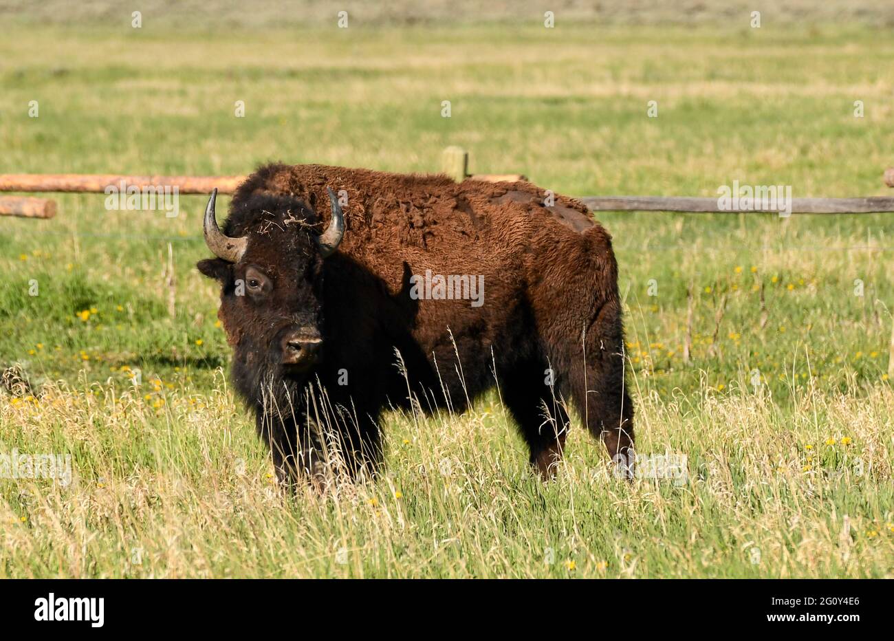 Wildlife animals in Teton National Park Wyoming Stock Photo - Alamy