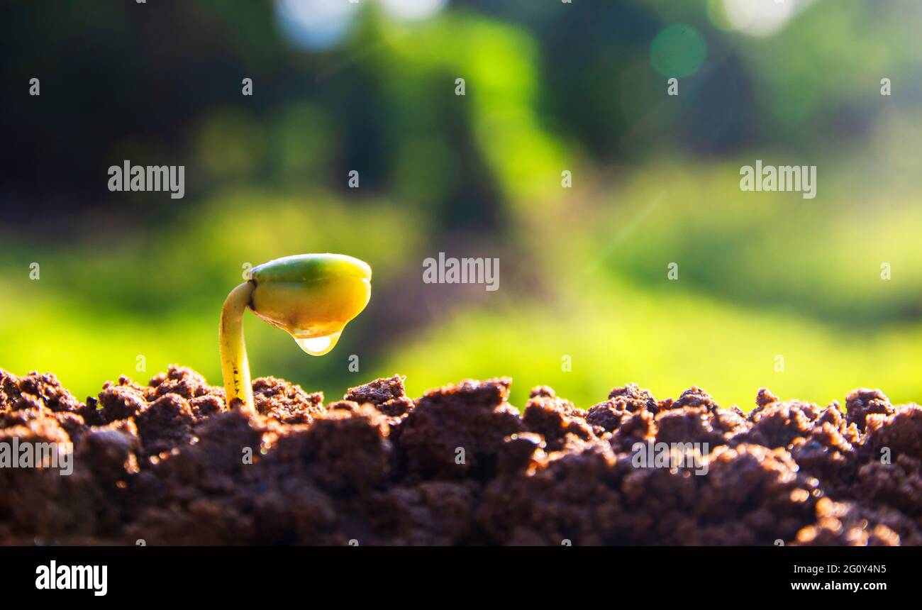 spring seed to tree, agriculture plant seeding growing step concept in ...