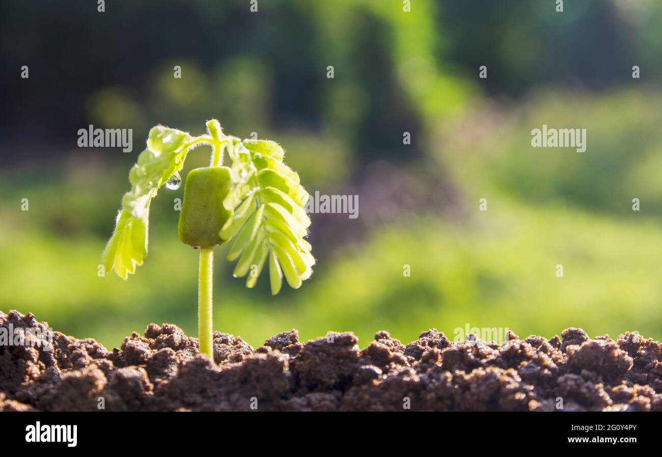 spring seed to tree, agriculture plant seeding growing step concept in ...