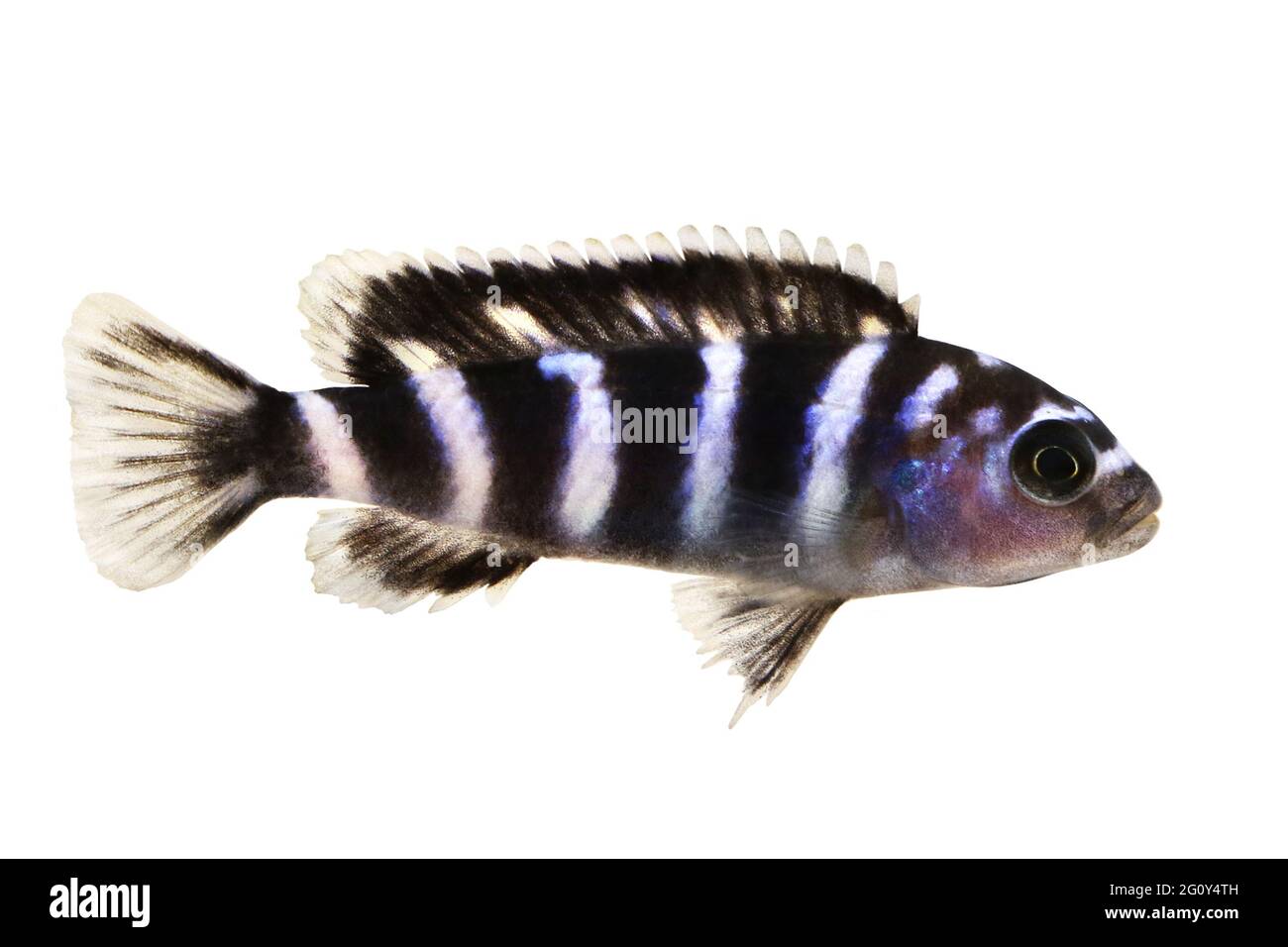 Kenyi or Kennyi cichlid Maylandia lombardoi aquarium fish Stock Photo ...