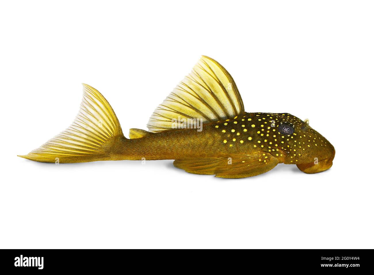 Green phantom pleco L200 Hemiancistrus subviridis aquarium fish Stock ...