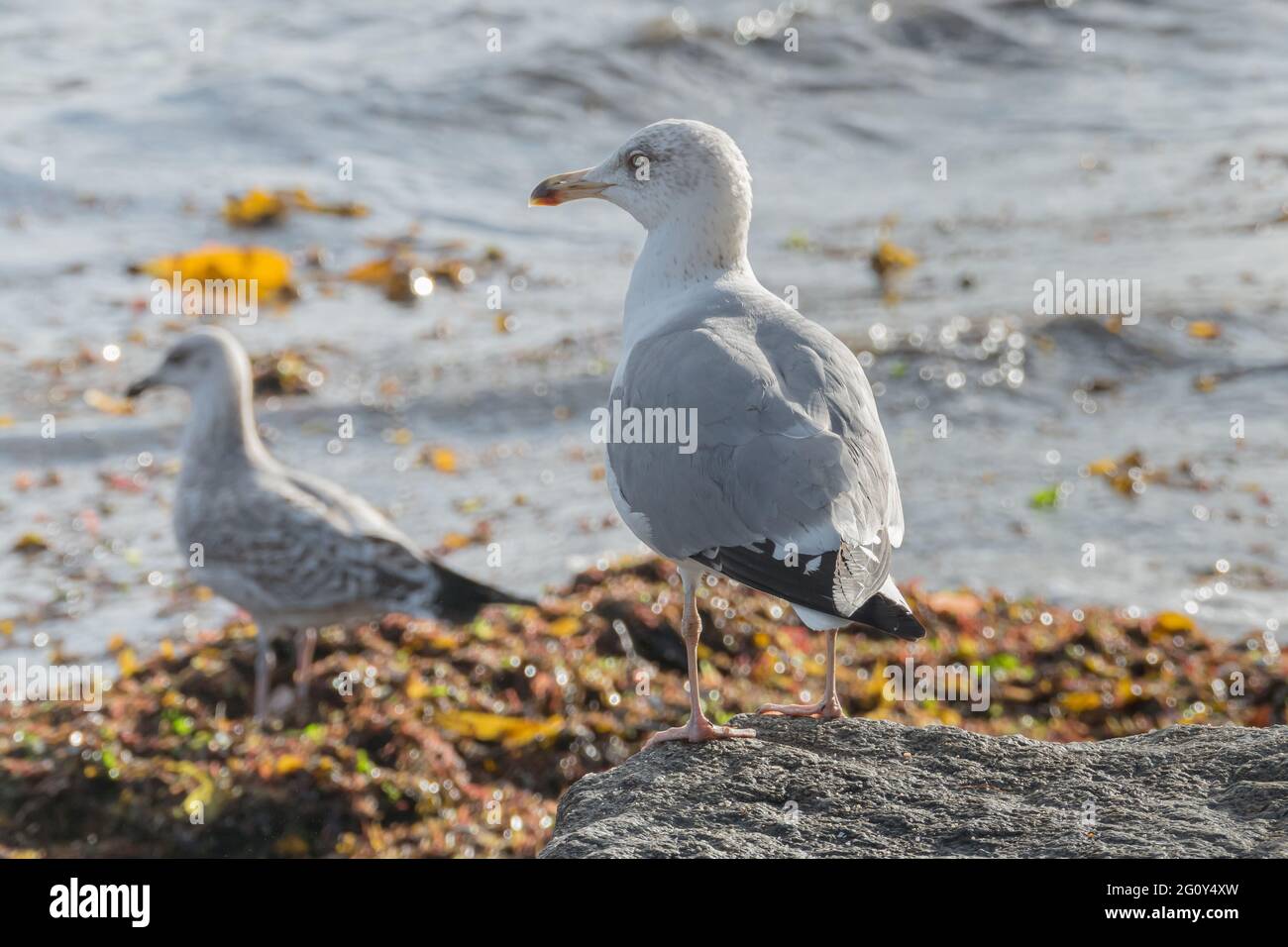 bird yellow legged gull seen from behind illuminated with sunlight on ...