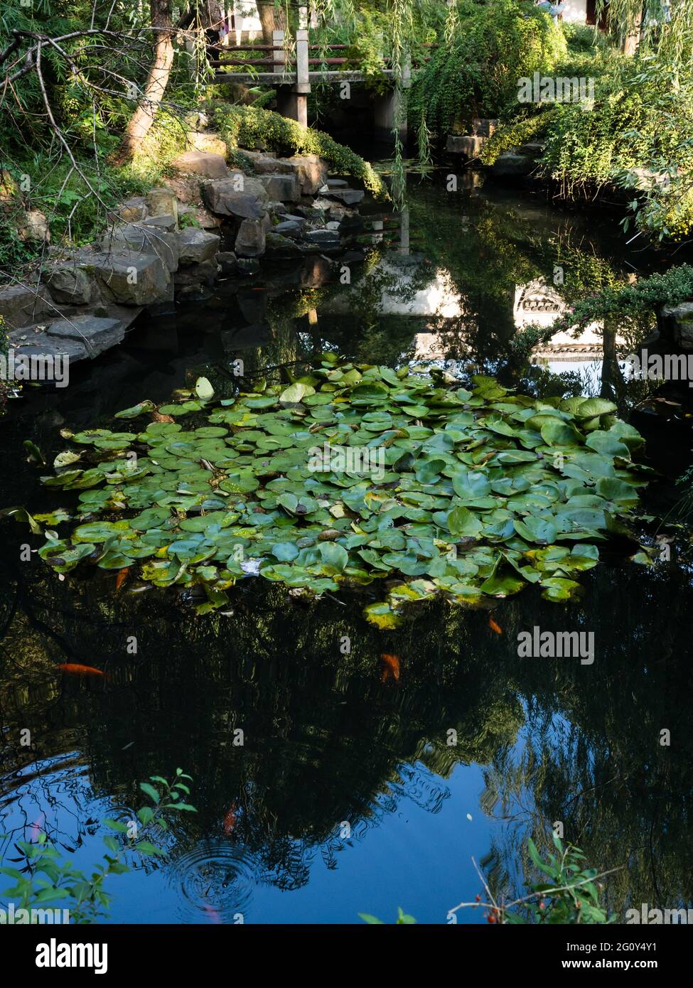 Pond with water lilies in traditional Chinese garden Stock Photo - Alamy