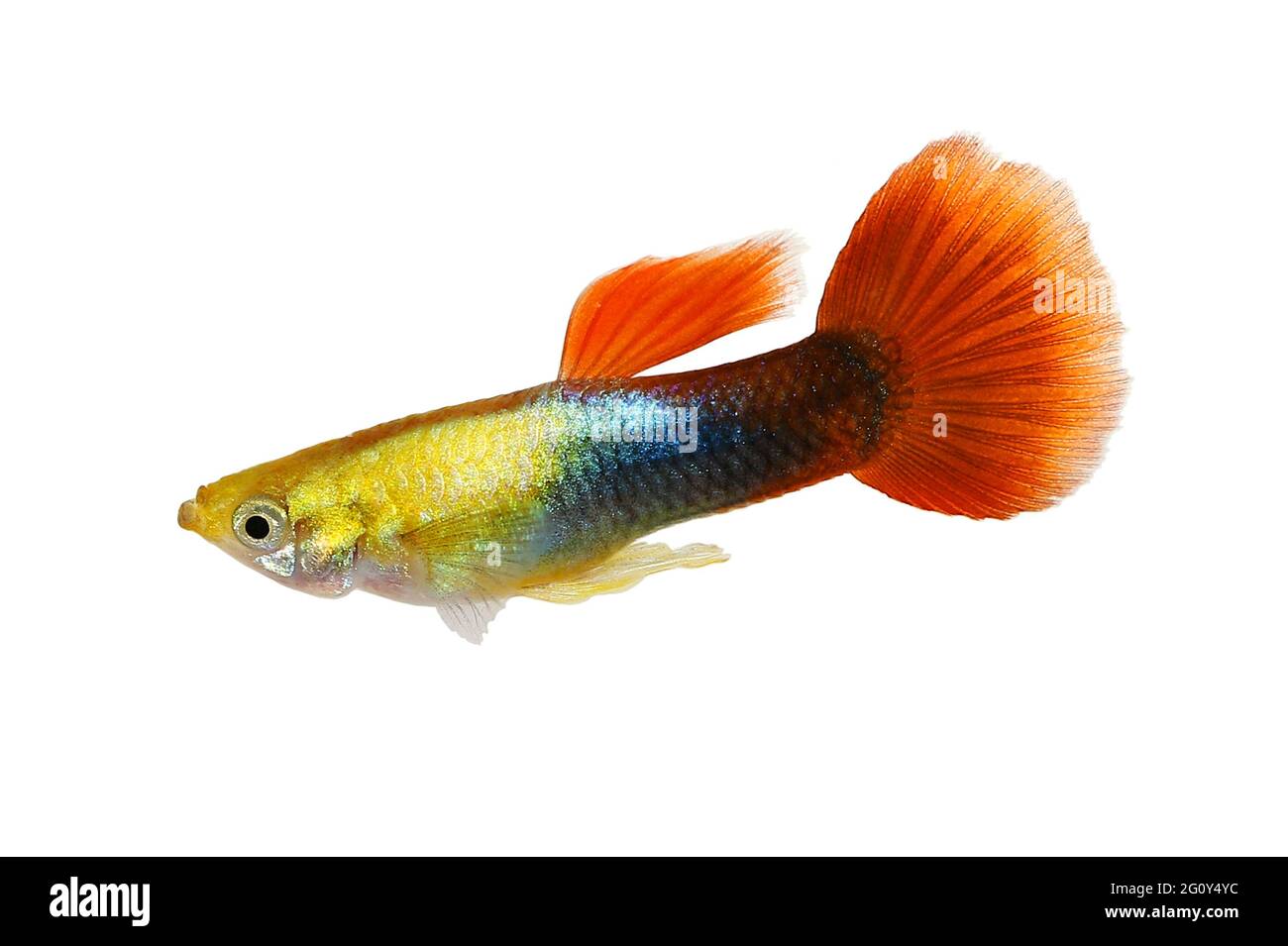 Guppy Poecilia reticulata colorful rainbow tropical aquarium fish Stock ...