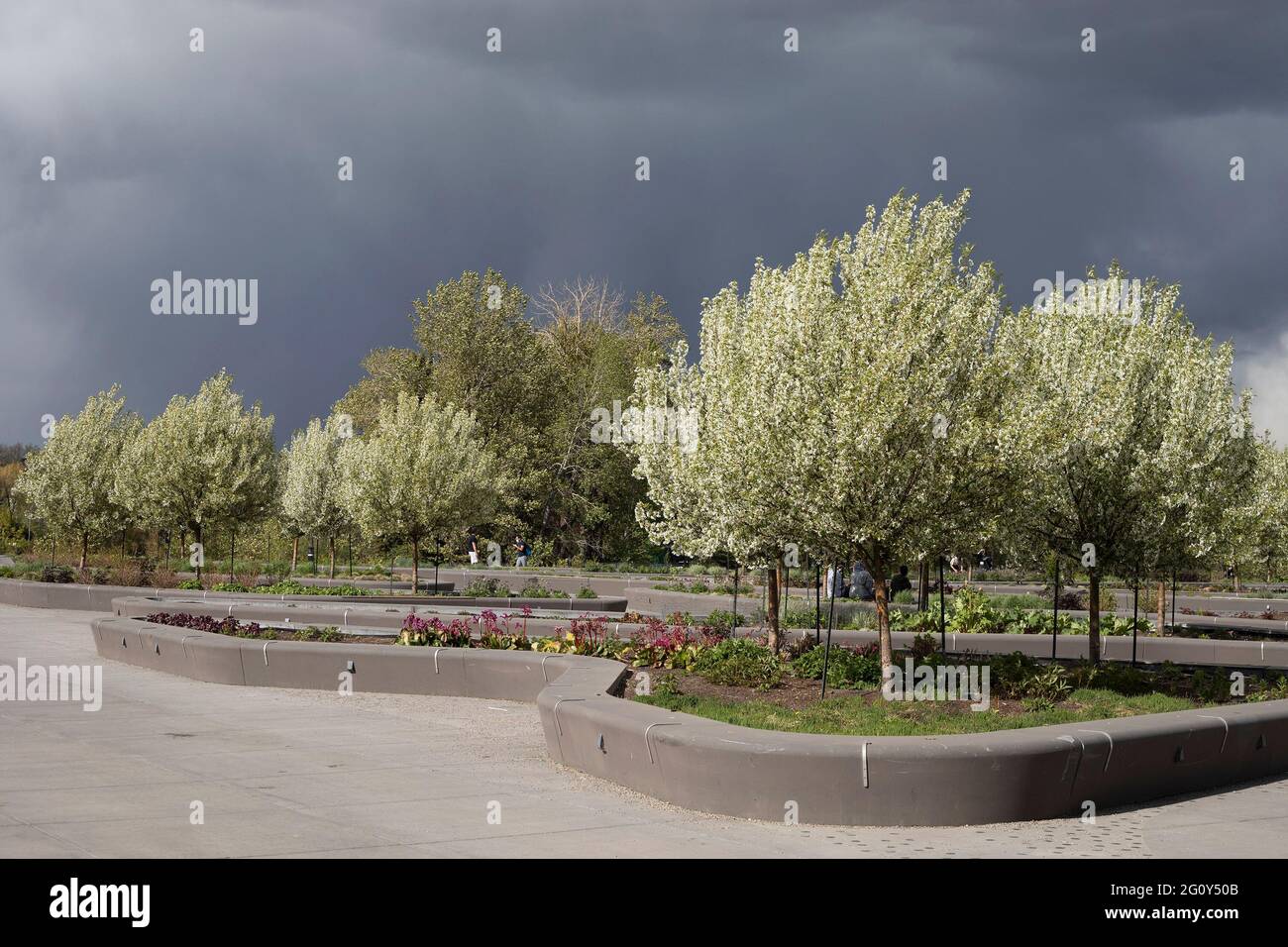 Trees flowering in the Delta Garden in spring at West Eau Claire Park ...