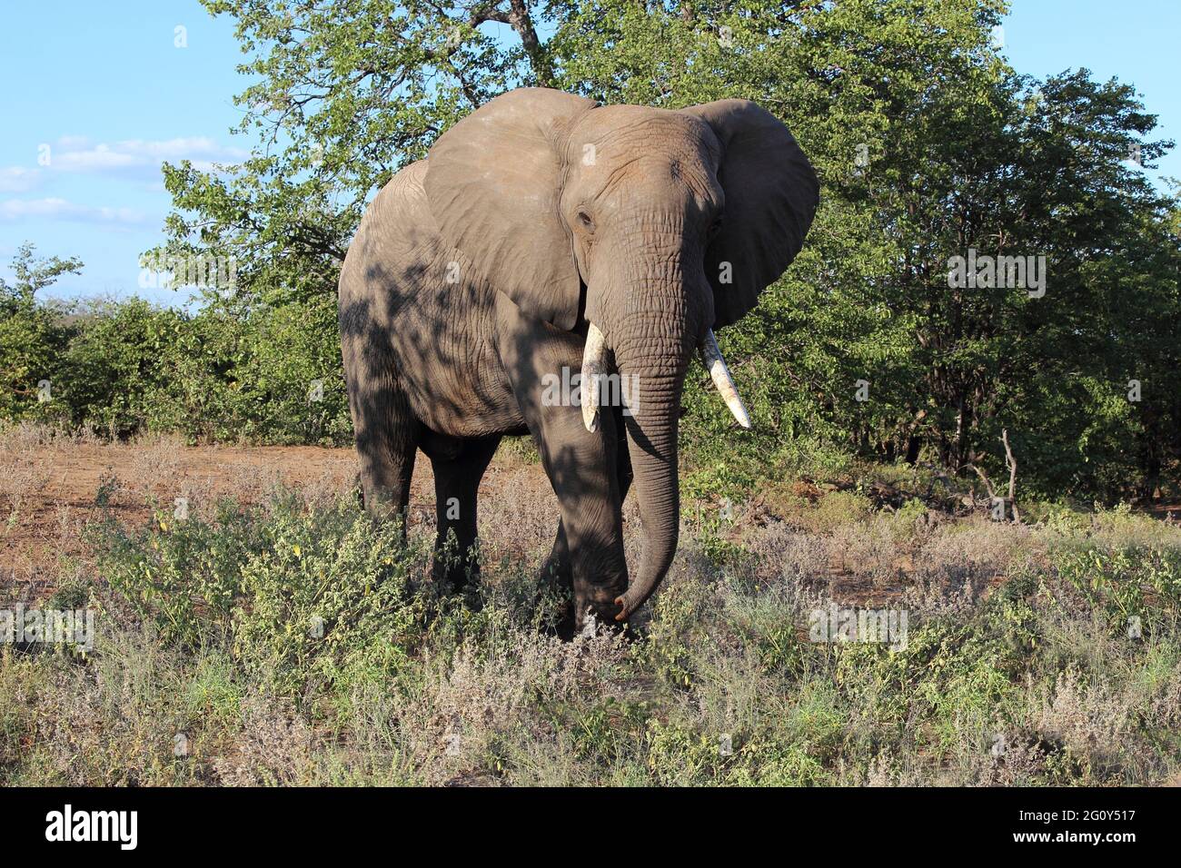 Afrikanischer Elefant / African elephant / Loxodonta africana Stock ...