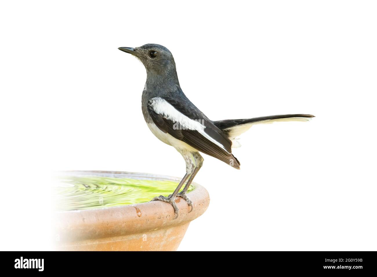 Female Oriental Magpie Robin perching on a clay bowl isolated on white ...