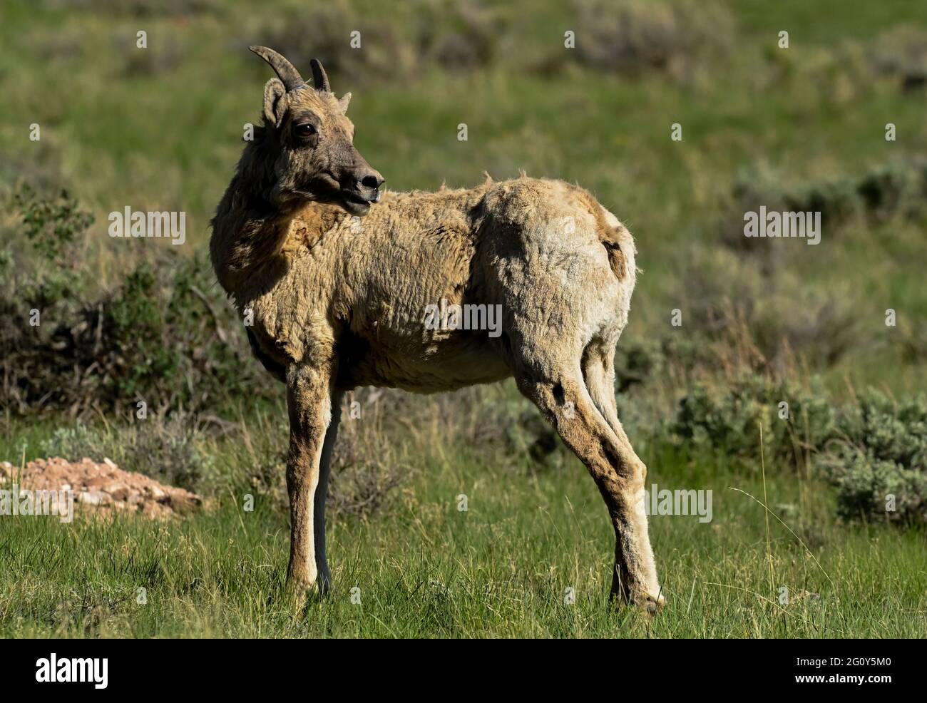 Sheep Mating Not Insect High Resolution Stock Photography and Images ...
