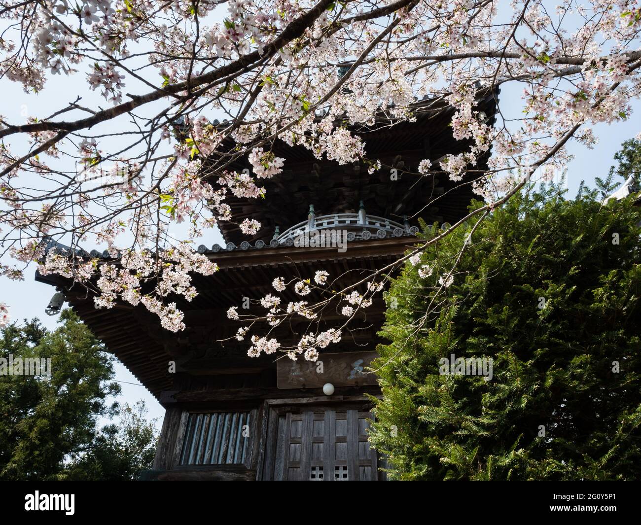 Naruto, Japan - April 2, 2018: Cherry blossoms in Ryozenji, temple ...
