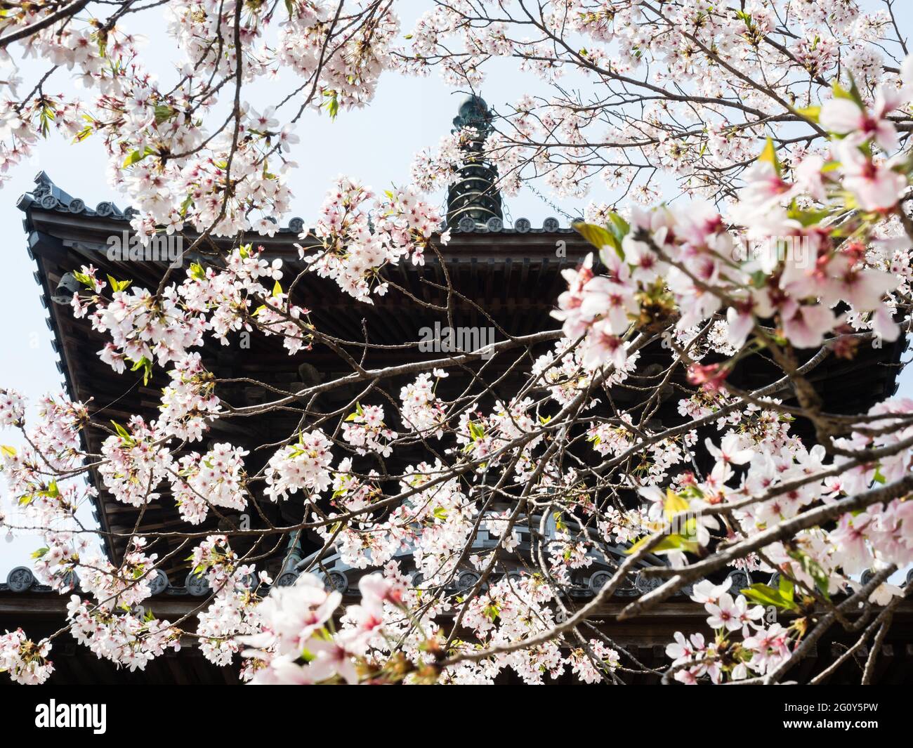 Cherry blossoms at a Buddhist temple in Japan Stock Photo - Alamy